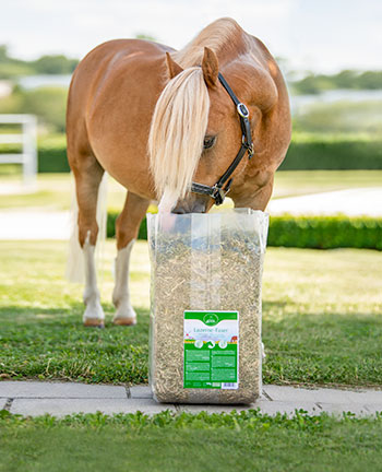 Pferd - Pferd - Krämer Pferdesport Österreich