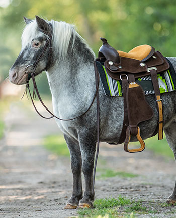 Westernreiten - Themen - Krämer Pferdesport Österreich