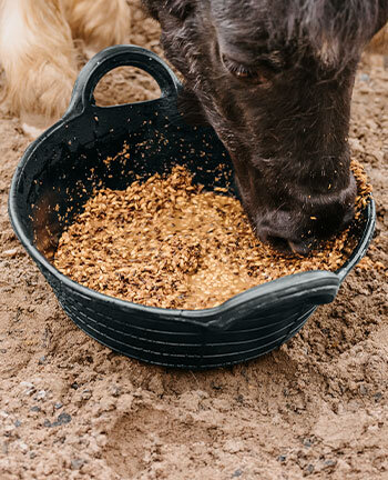 Dein Onlineshop für Pferdefutter | kraemer.at